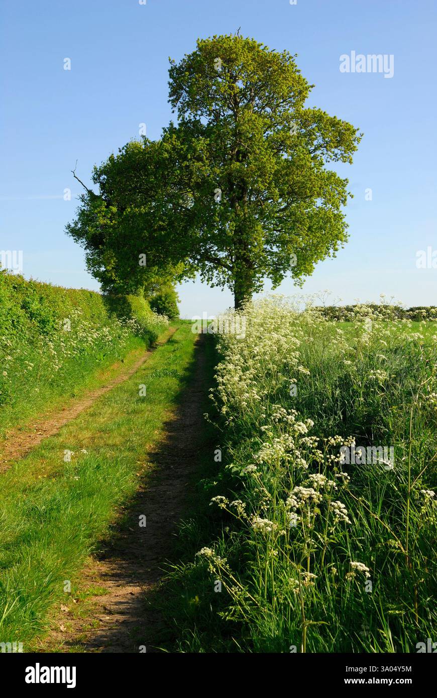 Path through the English countryside in summer, in North Norfolk, East ...