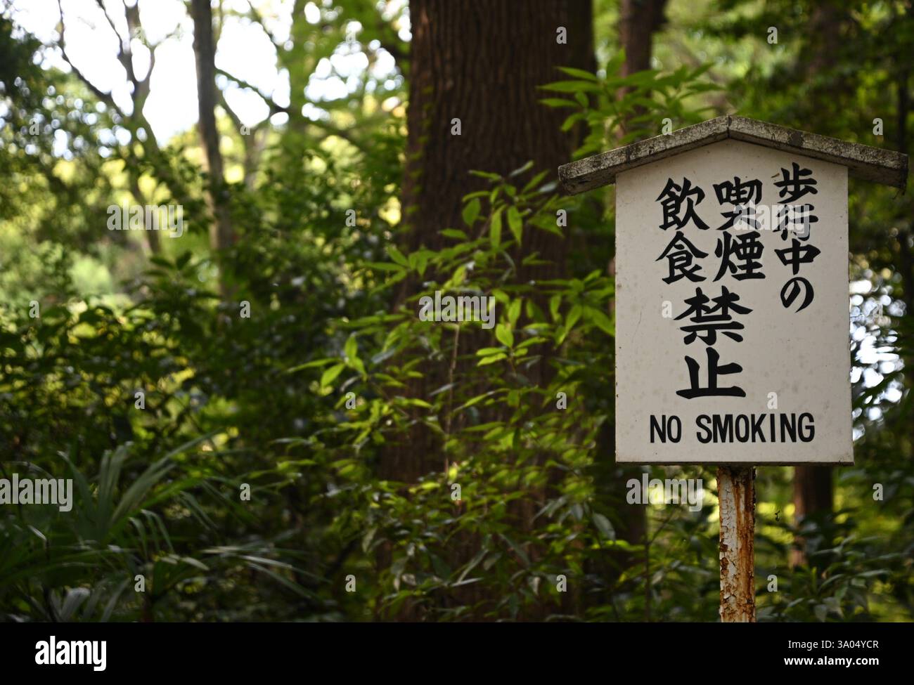 Wooden "No smoking" sign at the sacred evergreen forest surrounding the ...