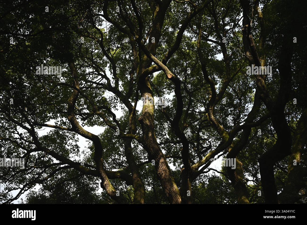 Giant camphor tree (Camphora officinarum) growing at the sacred ...