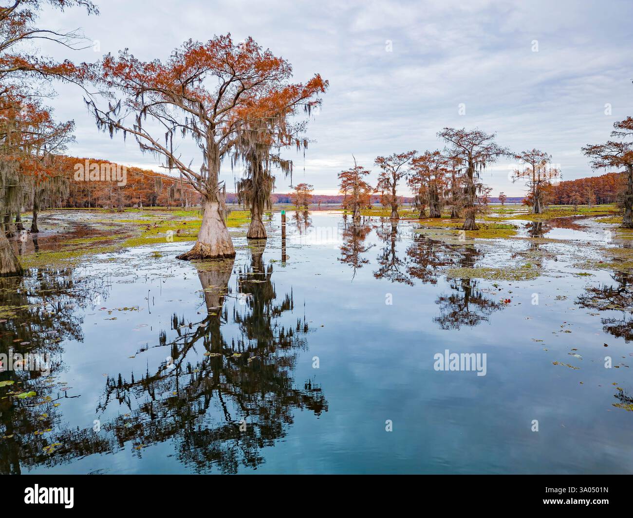 Aerial view of Caddo Lake State Park stunning fall colors at Texas ...