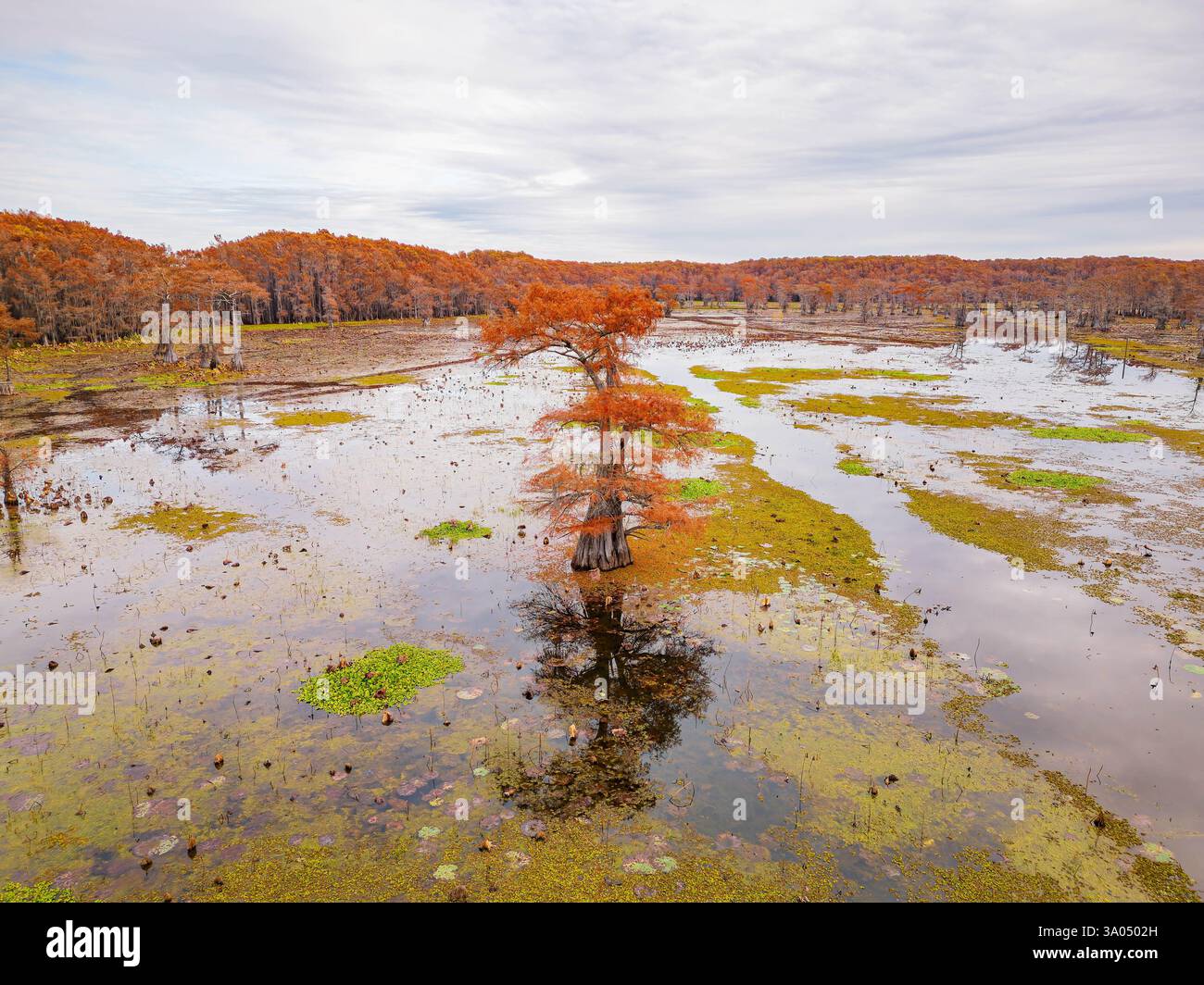 Aerial view of Caddo Lake State Park stunning fall colors at Texas ...