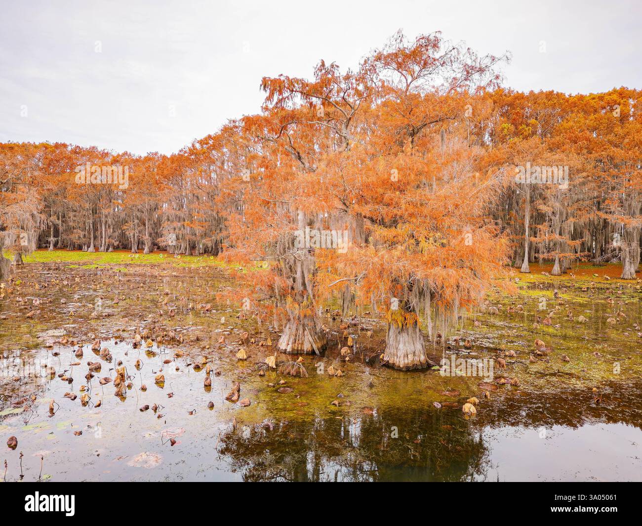 Aerial view of Caddo Lake State Park stunning fall colors at Texas ...