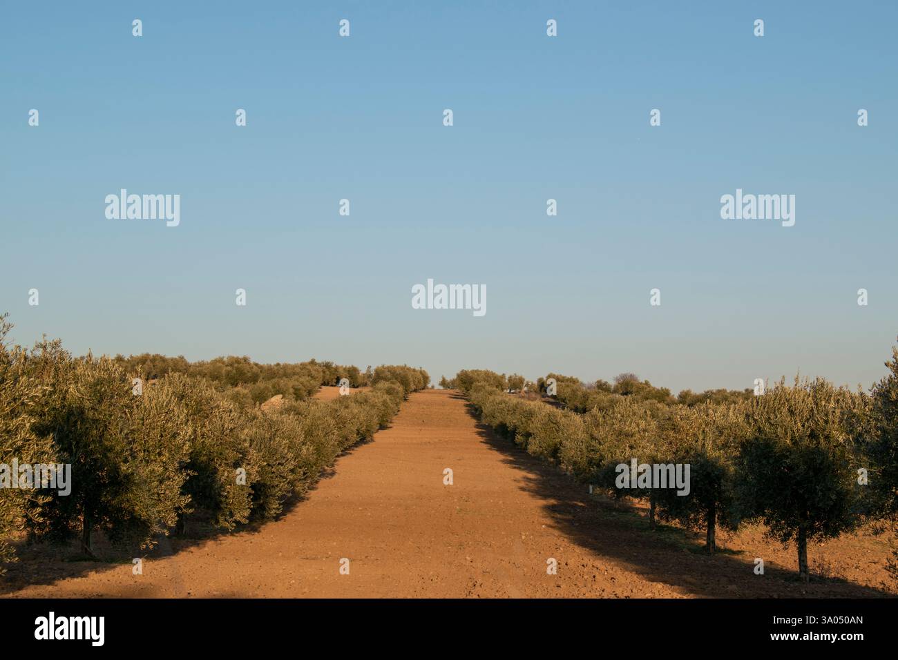 Olive Grove: Clear Sky Pathway Stock Photo - Alamy