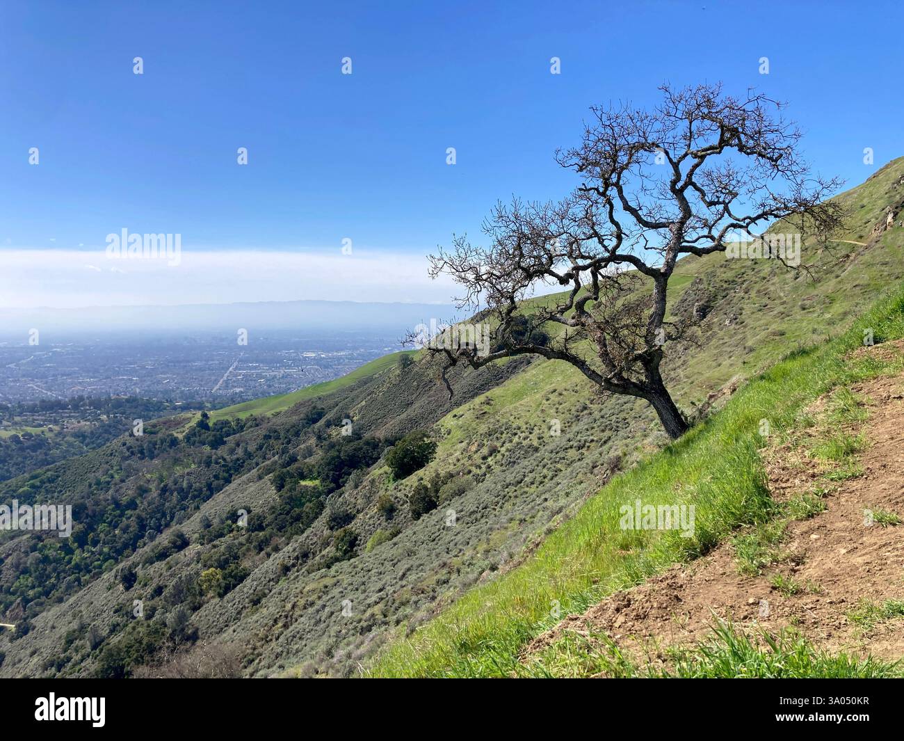 A barren oak tree clings to a sloping green hill at Sierra Vista Open ...