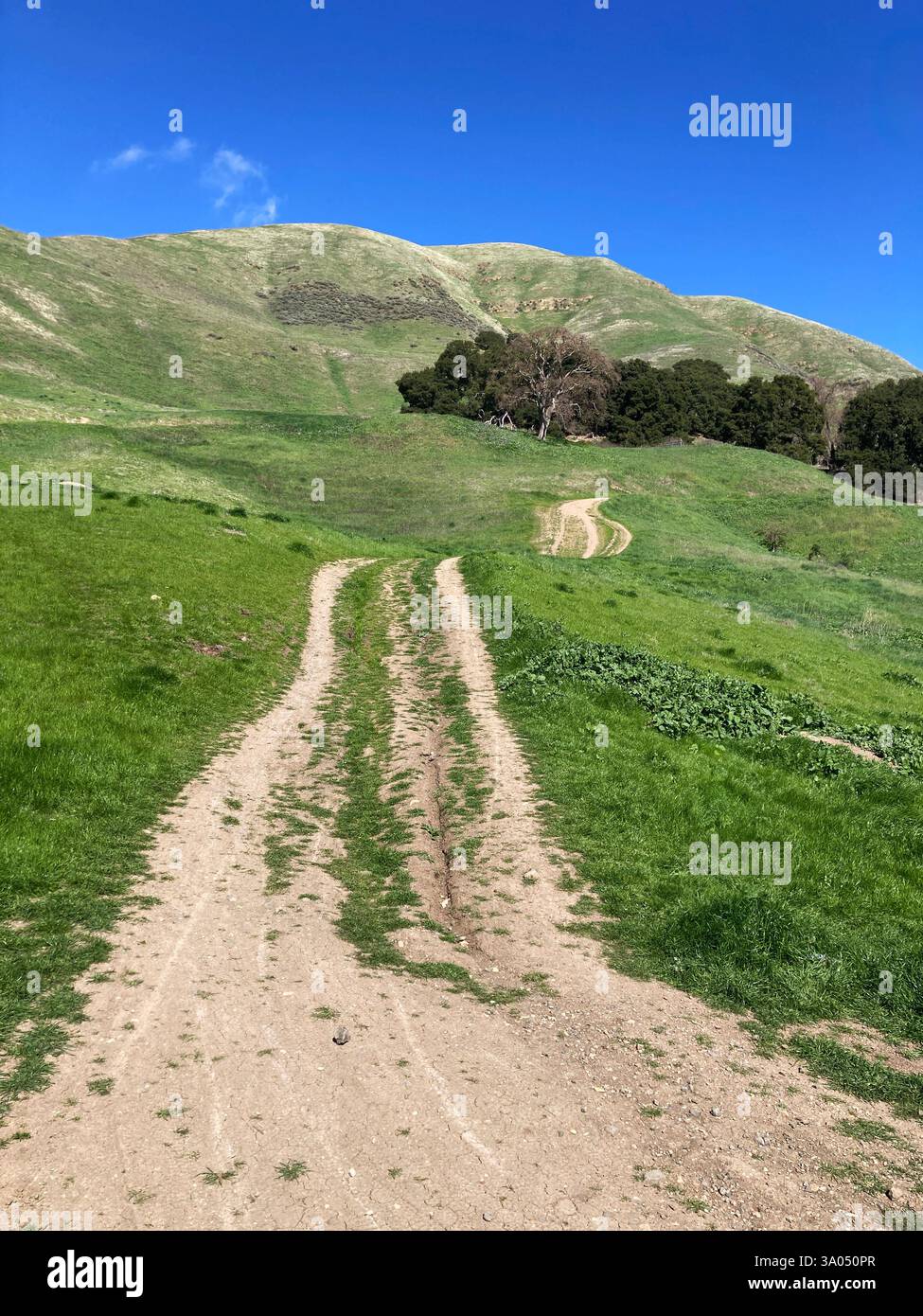 A dirt hiking trail cuts through a grassy hillside at Sierra Vista Open ...