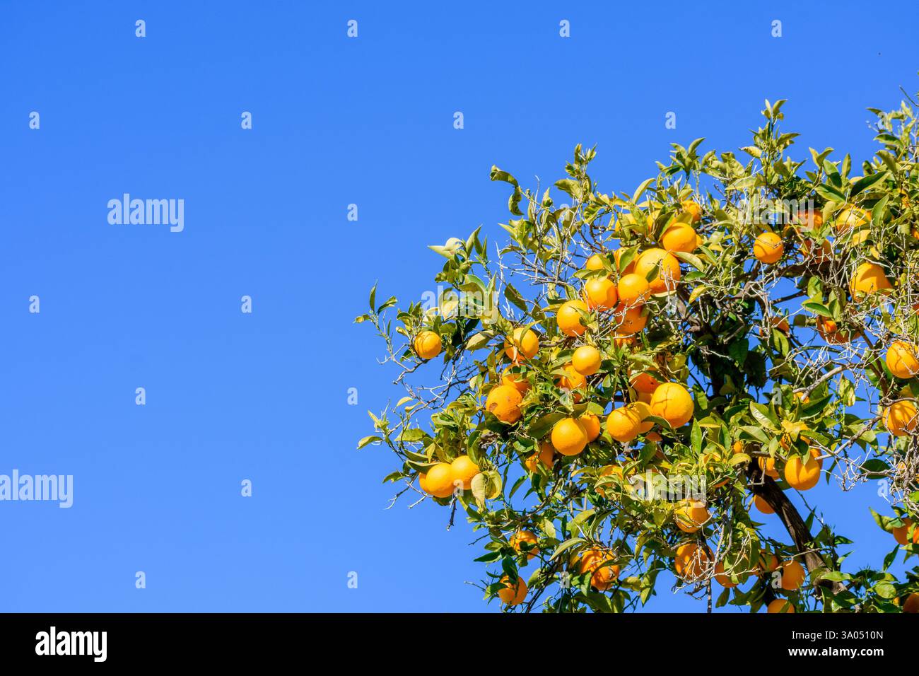 Orange tree branches filled with bright, round oranges and dense ...