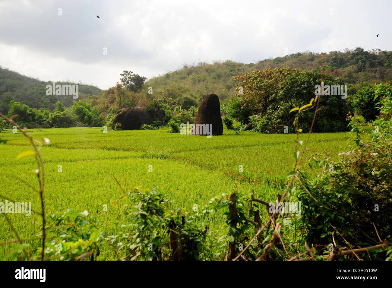 rice cultivation or rice farming, production of food in agriculture ...