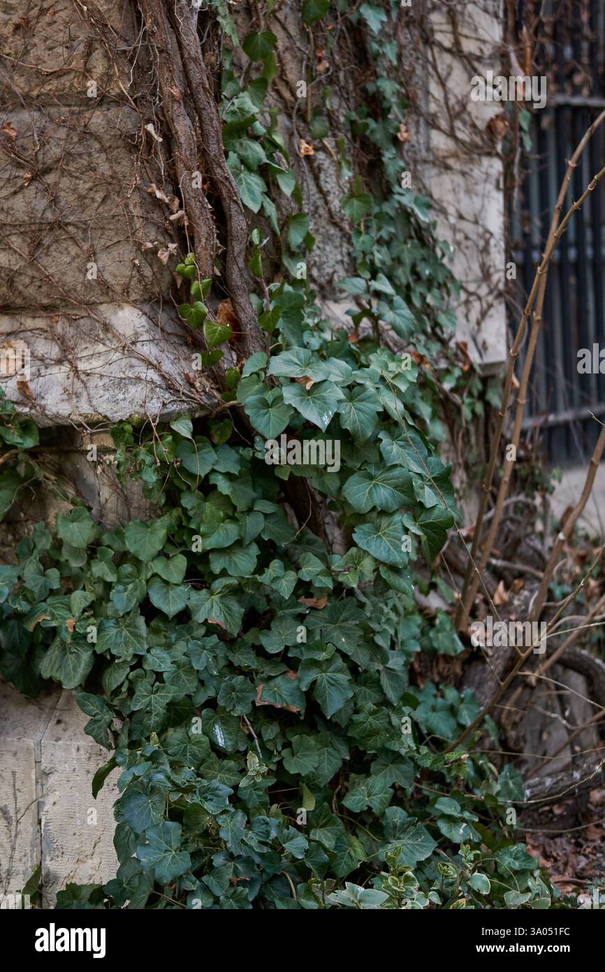 Vines entwined around tree branch hi-res stock photography and images ...