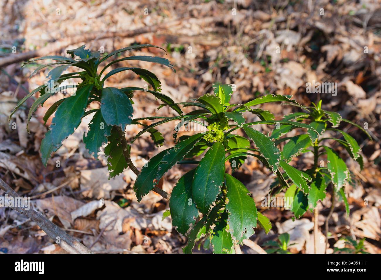 Daphne laureola, also known as spurge-laurel, daphne-laurel, olive ...