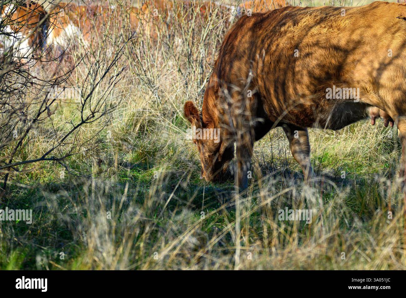 A brown cow is grazing peacefully in a sunny meadow filled with tall ...