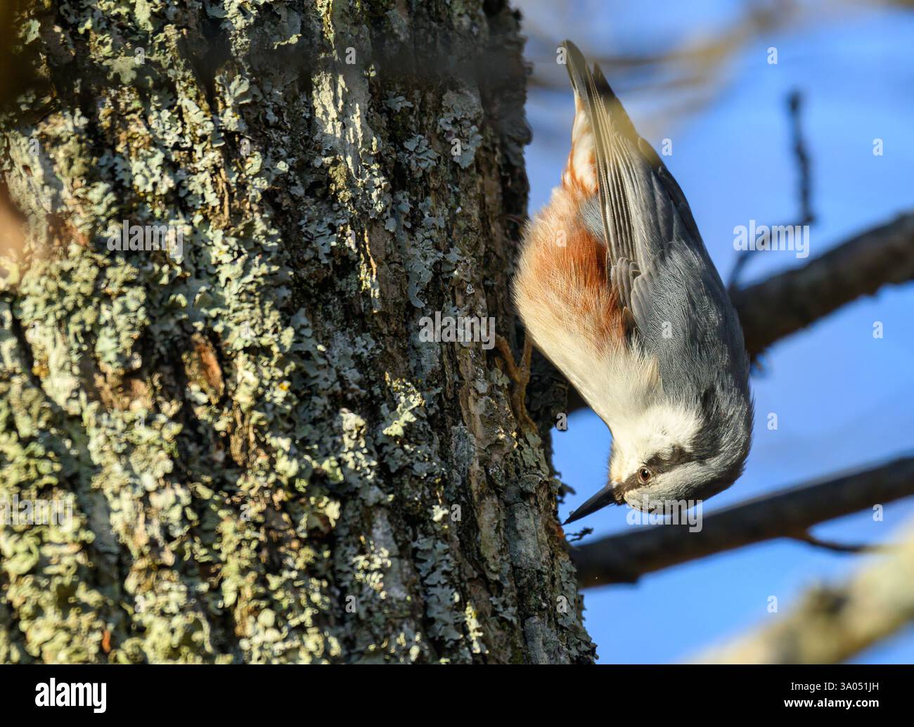 A nuthatch hangs upside down on the bark of a tree, searching for ...