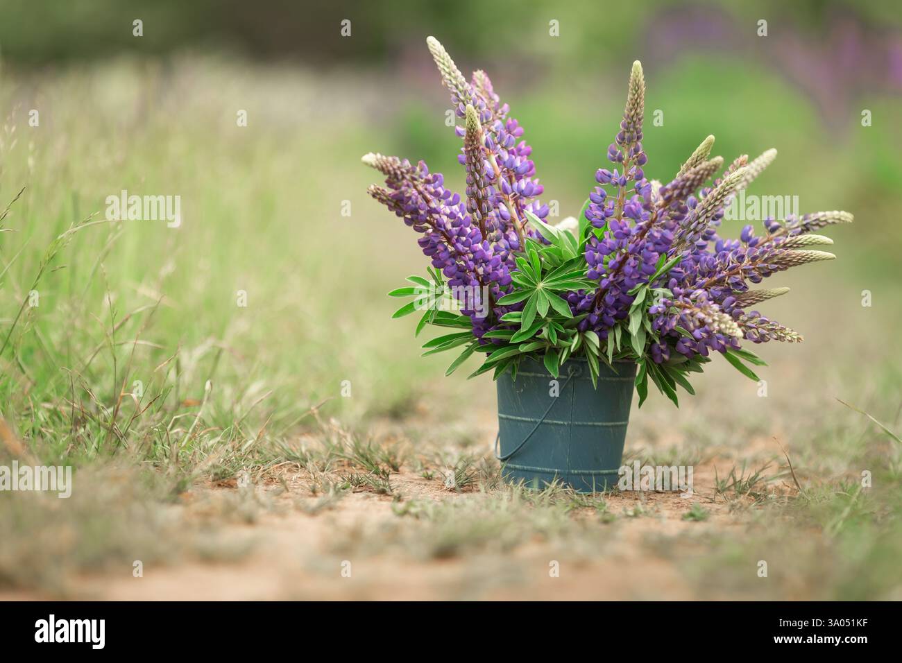 Vibrant purple lupines in a blue pot outdoors on a natural green meadow ...