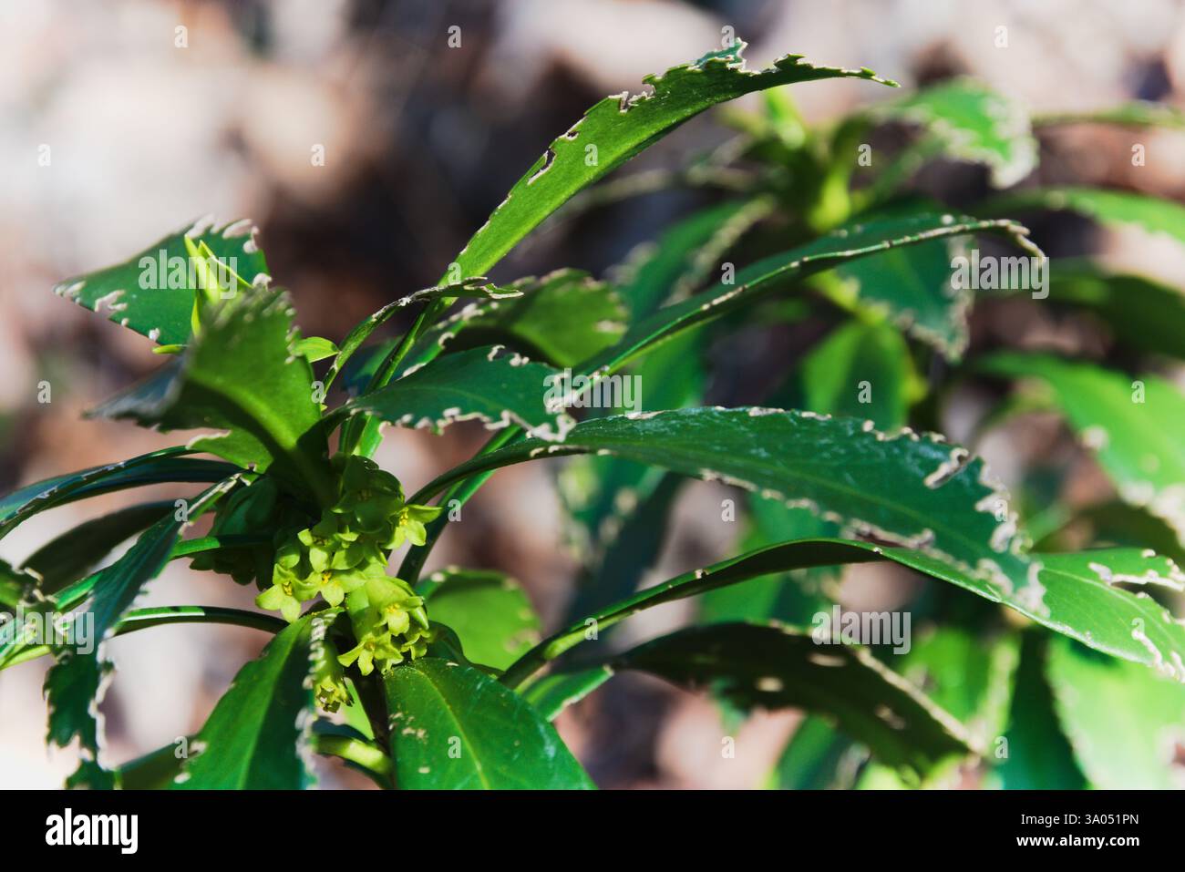 Daphne laureola, also known as spurge-laurel, daphne-laurel, olive ...