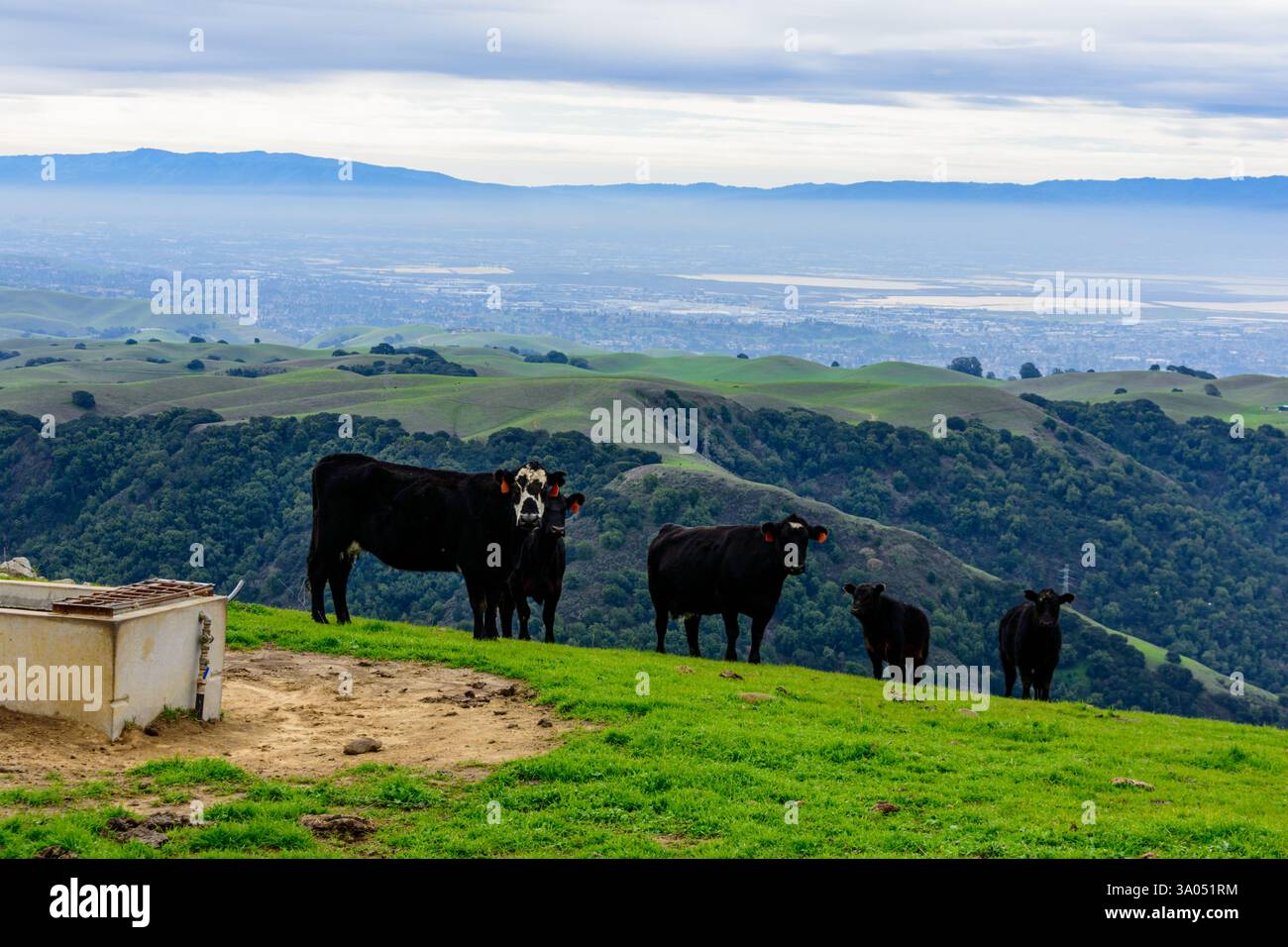 A group of black cows, including calves stands near a concrete water ...