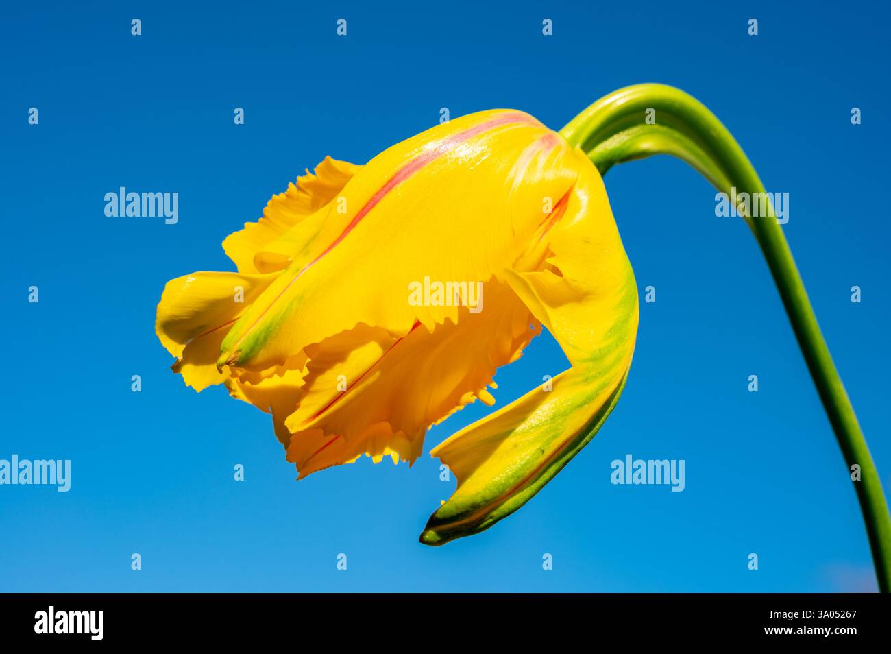 Colorful yellow green parrot tulips, Dutch tulips in spring in sun ...