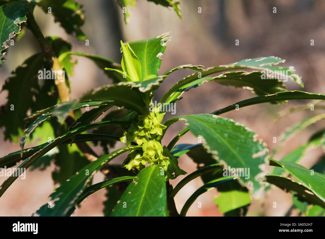 Daphne laureola, also known as spurge-laurel, daphne-laurel, olive ...