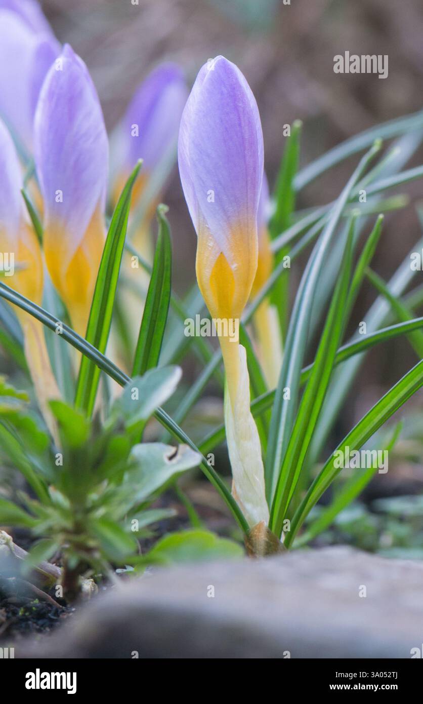 Crocus Firefly taken in a garden in Blackburn, Lancashire, UK on 22nd ...