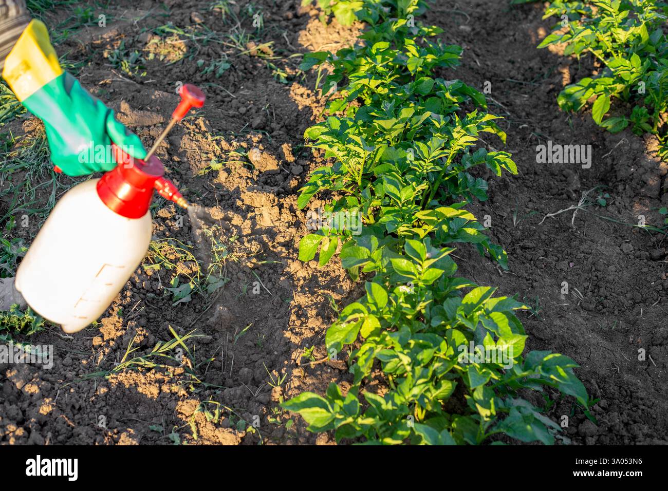 Gardener sprays potato plants hi-res stock photography and images - Alamy