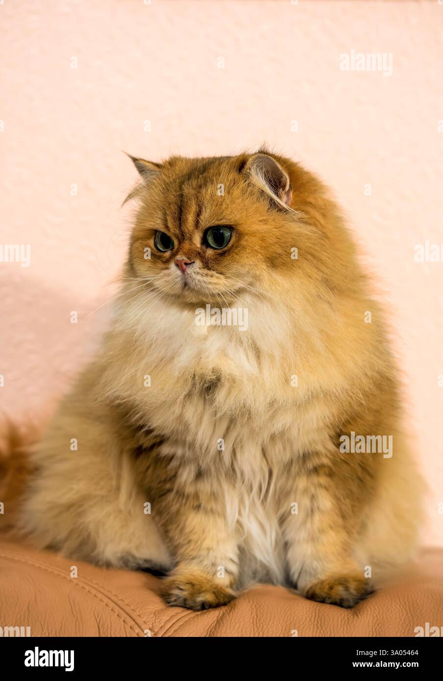 Ny11 color code hi-res stock photography and images - Alamy