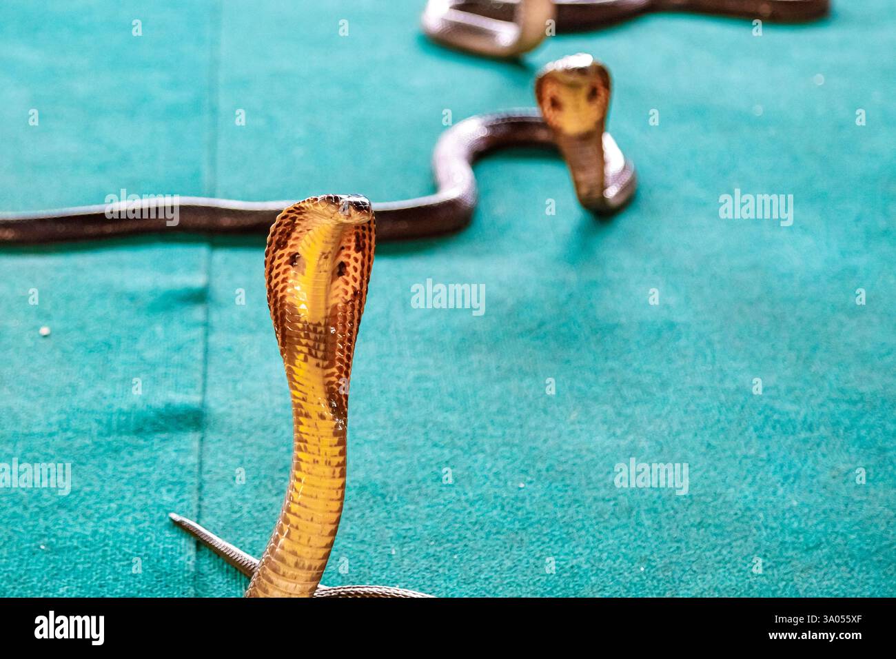 Monocled cobras standing and facing forward on a turquoise surface ...
