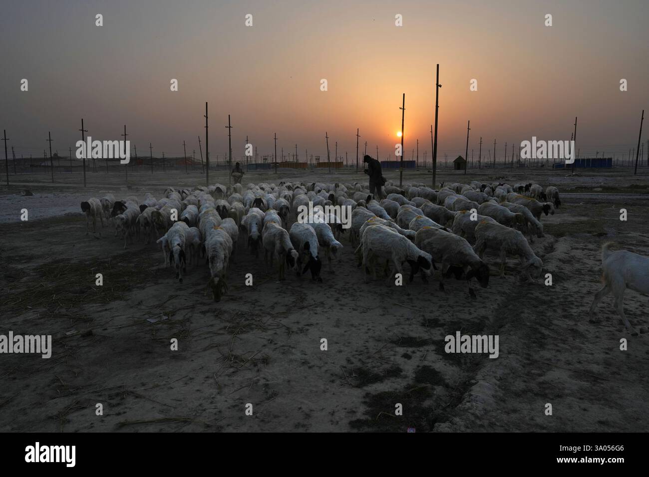 A sheep herder takes his herd for graze on the banks of the river Ganga ...