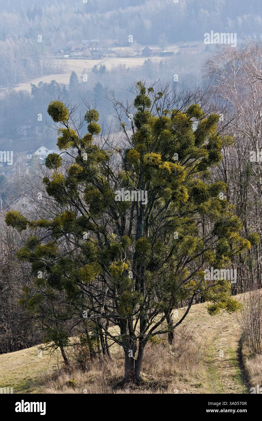Landscape with tree covered by Viscum album aka mistletoe. Parasite ...