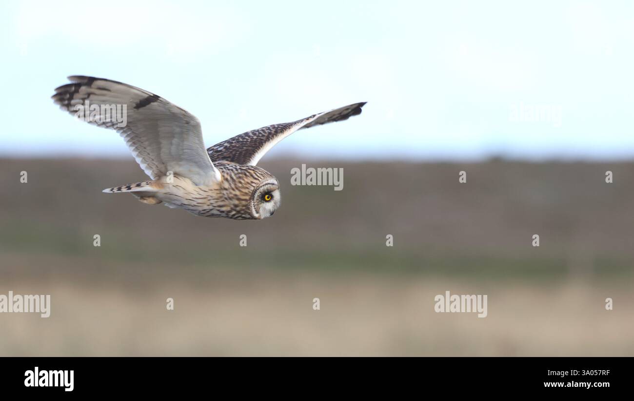 Short-eared Owl (Asio flammeus) hunting over the grassland at Sandwich ...