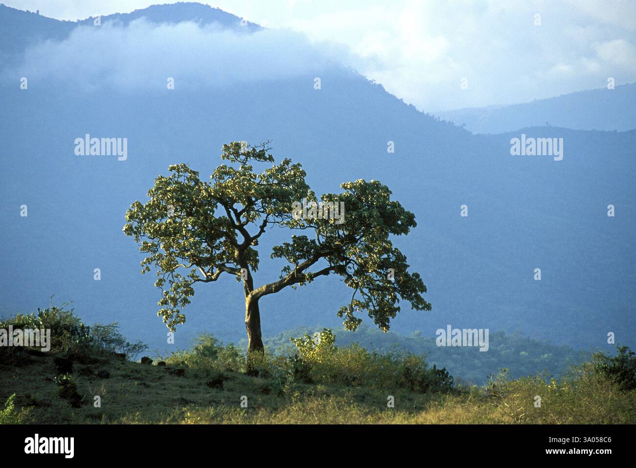Anaikatty landscape, Western Ghats, Tamil Nadu, India, Asia Stock Photo ...