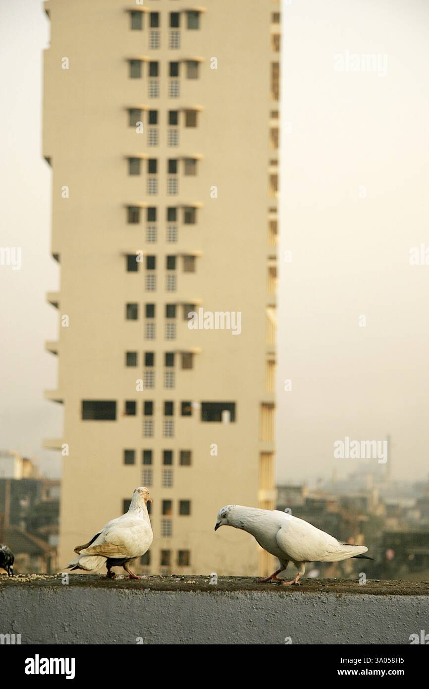 Birds, Pigeons feeding on terrace early morning, Bombay Mumbai ...