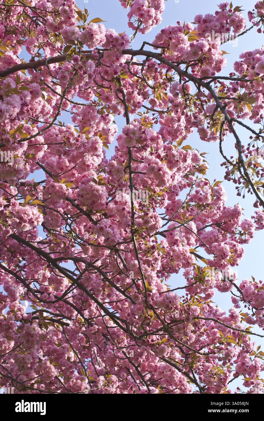 Bloomed cherry trees in orchard hi-res stock photography and images - Alamy