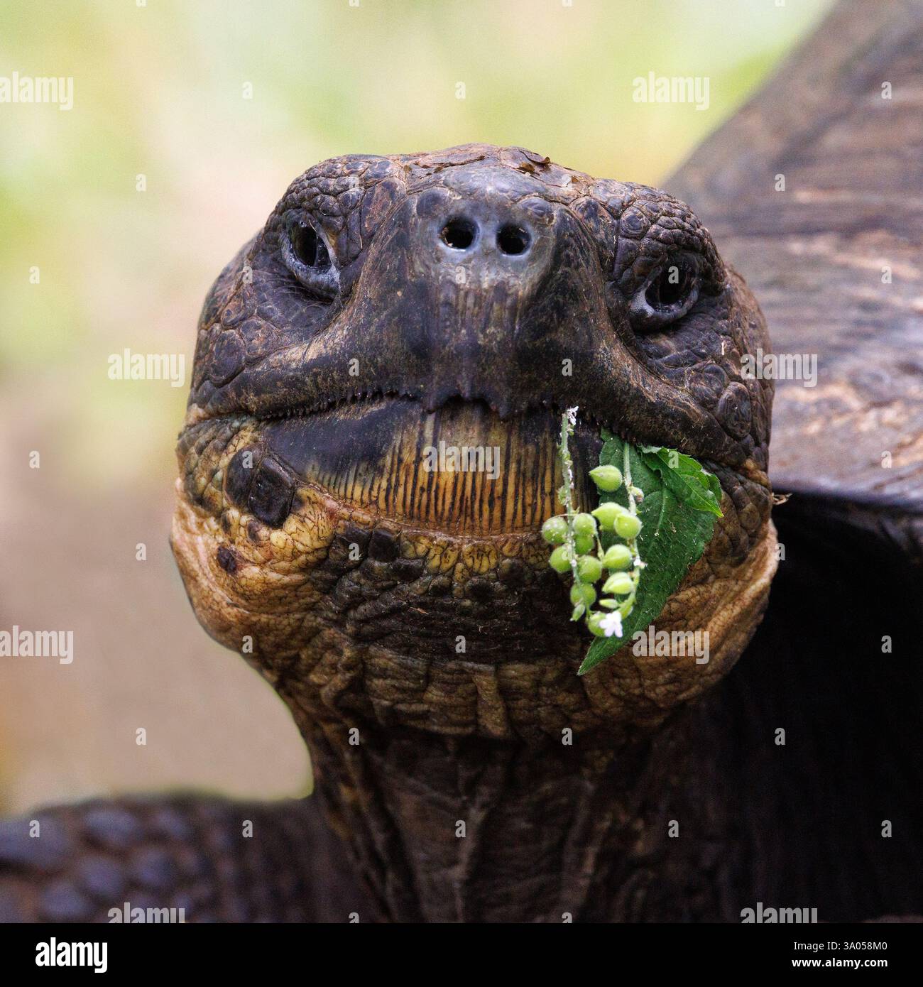 Santa Cruz Giant Tortoise feeding on some berries - Santa Cruz Island ...