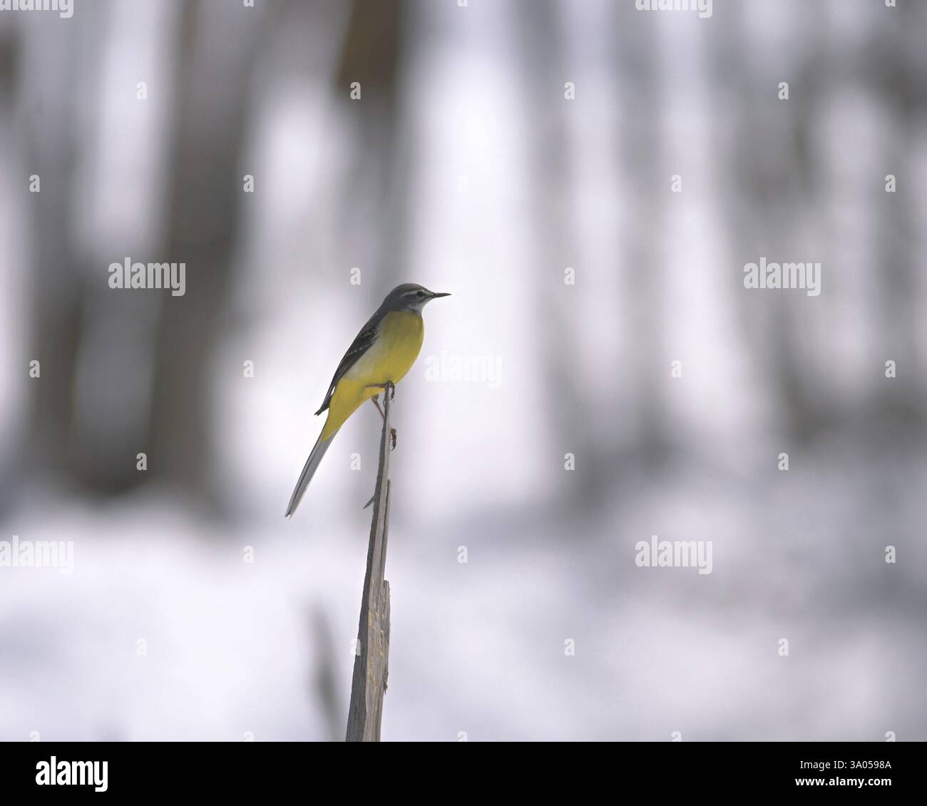 Birds, Yellow Wagtail, Motacilla Flava, Wagtail, Khanjan, Raksham ...