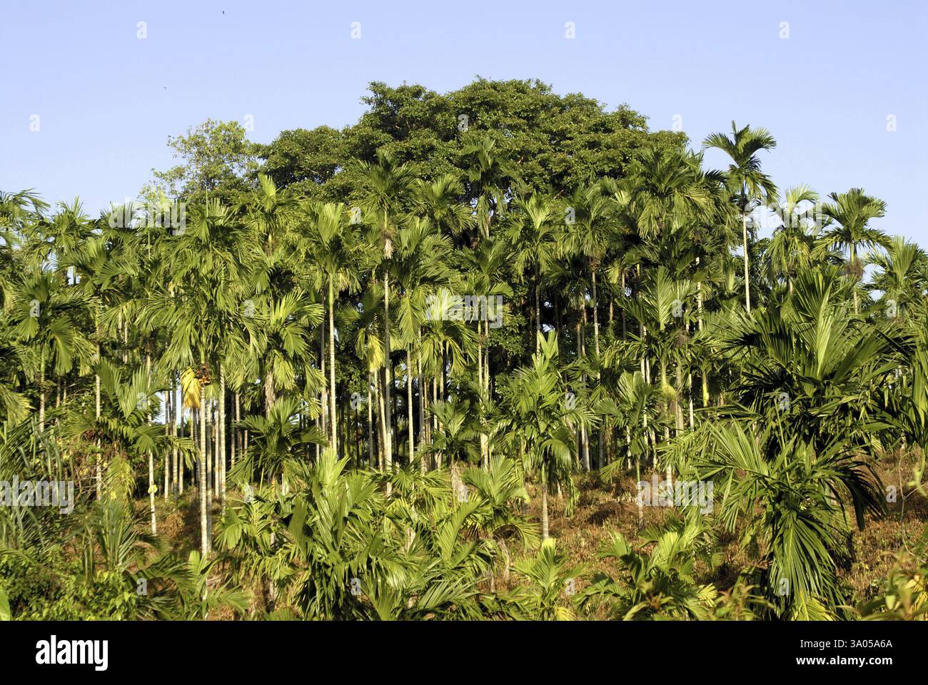 Palm trees, Port Blair, South Andaman Islands, Bay of Bengal, India ...