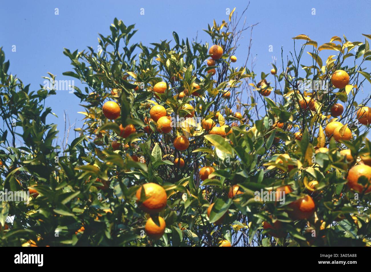 Asian citrus plantations hi-res stock photography and images - Alamy