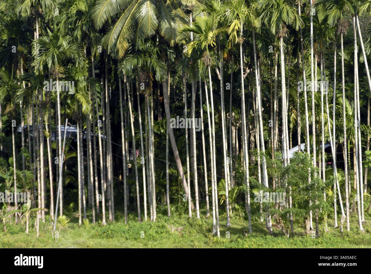 Palm trees, Redskin Islands, Andaman Nicobar Islands, Bay of Bengal ...