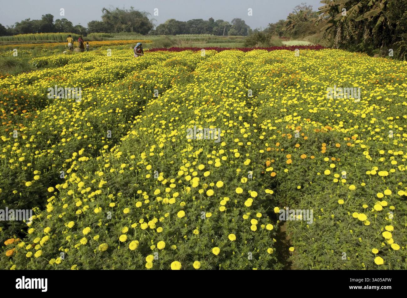 Flower cultivation in Midnapur, West Bengal, India, Asia Stock Photo ...