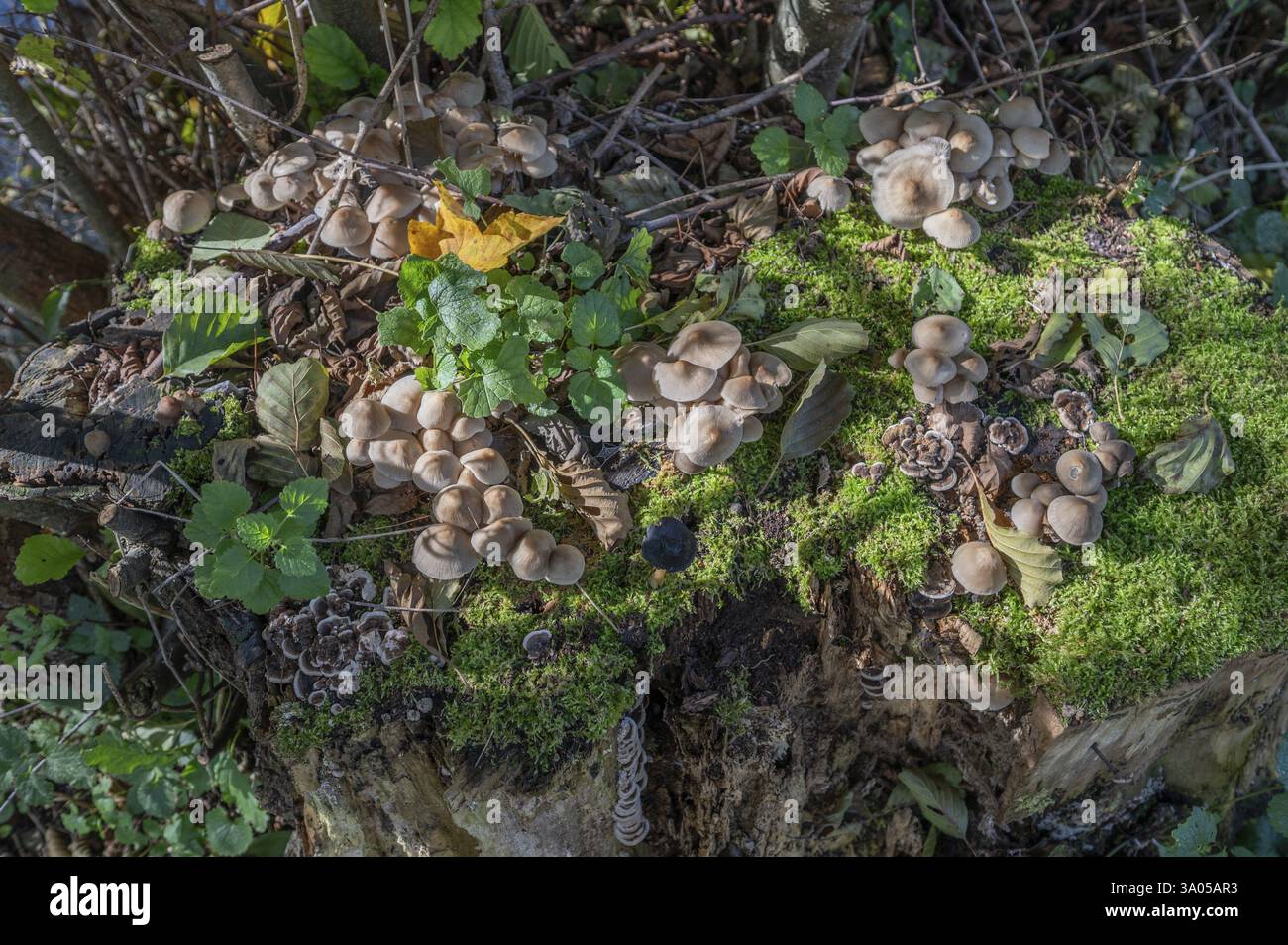 Air zephirus hi-res stock photography and images - Alamy