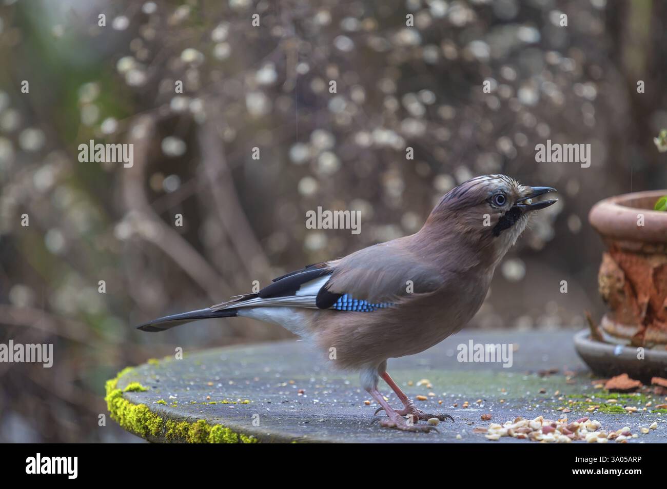 Eurasian jay (Garrulus glandarius) fetching nuts from the patio table ...