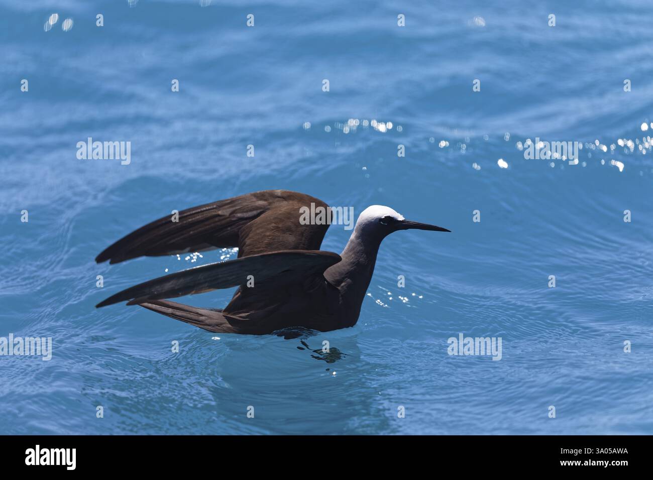 White-capped Noddy (Anous minutus) or White-headed Noddy swims on the ...