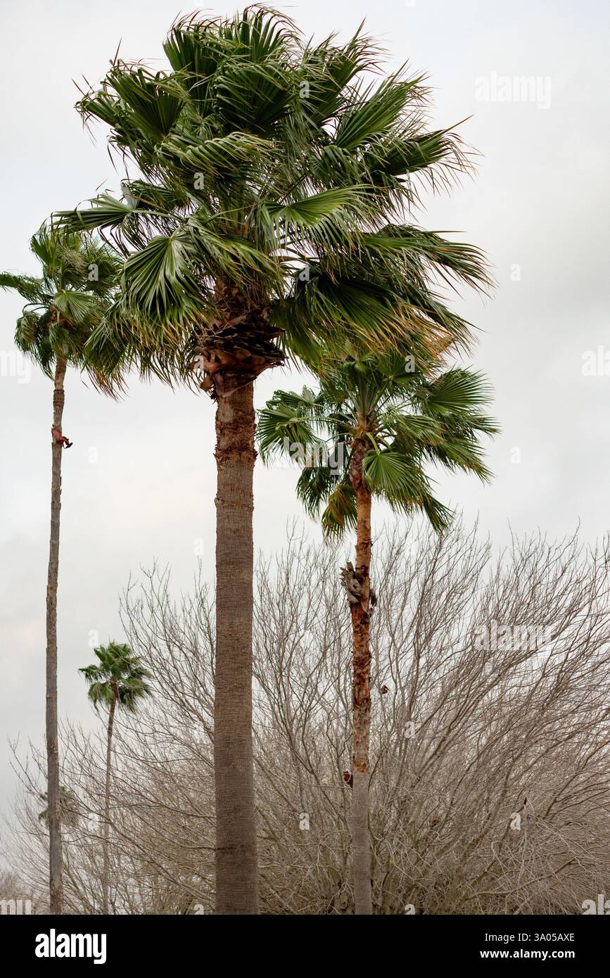 Palm trees, probably Sabal palms, McAllen, Texas, USA Stock Photo - Alamy