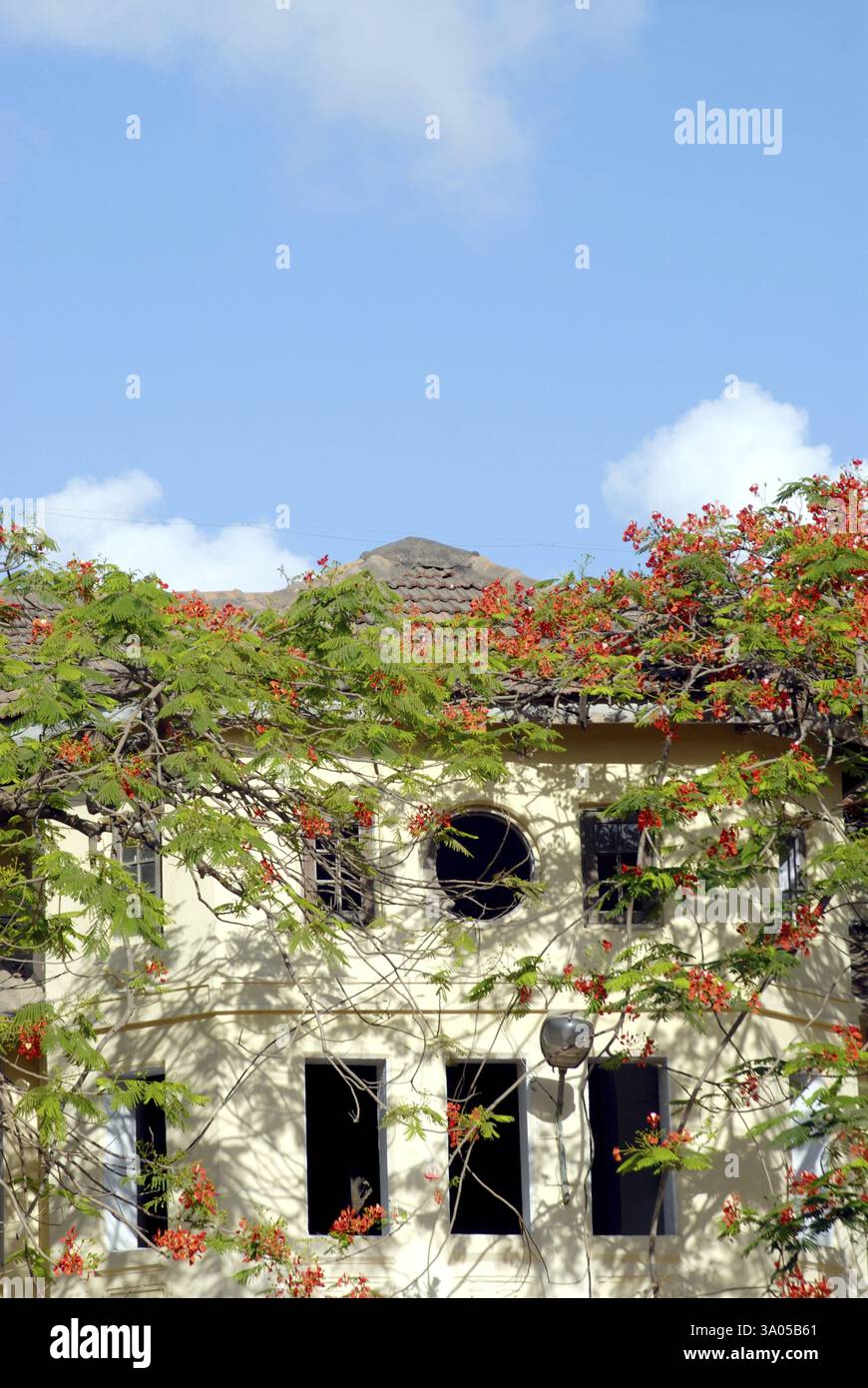 Architect, typical old house cover with the Gulmarg red flower, Bombay ...