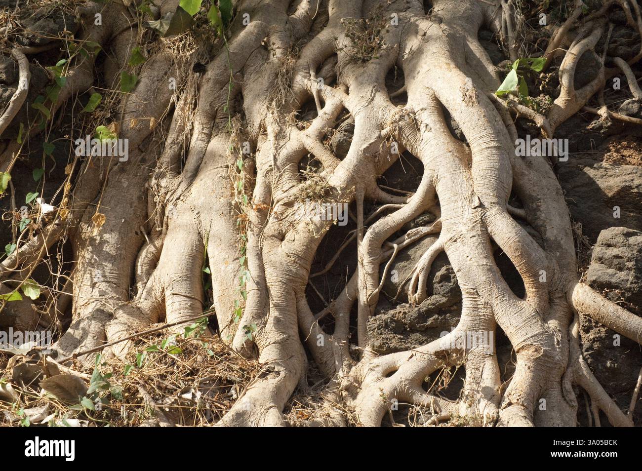 Roots of banyan tree Stock Photo - Alamy