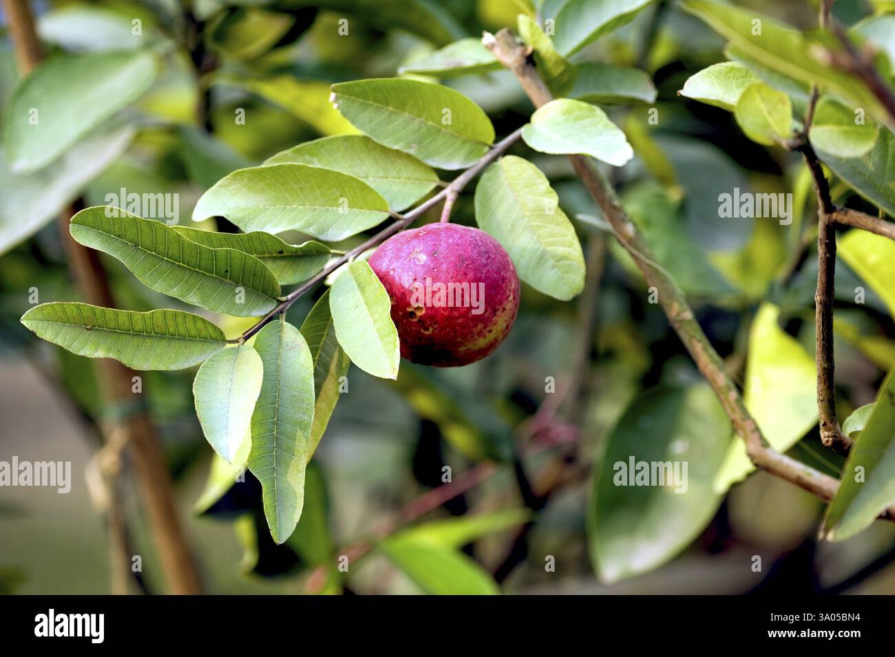 Fruits, red guava hanging on branch, West Bengal, India, Asia Stock ...