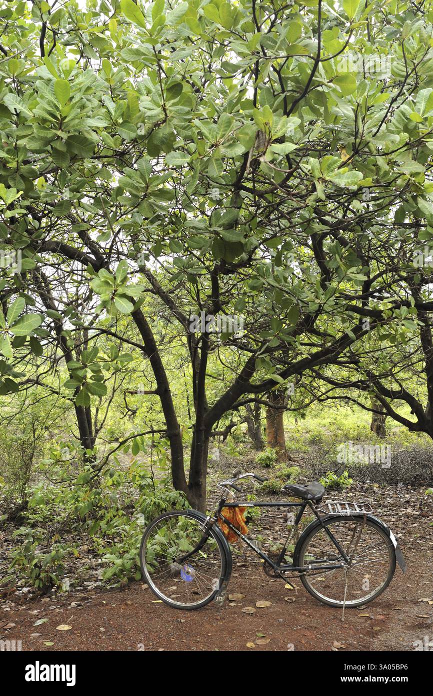Cashew nut tree and cycle, Goa, India, Asia Stock Photo - Alamy