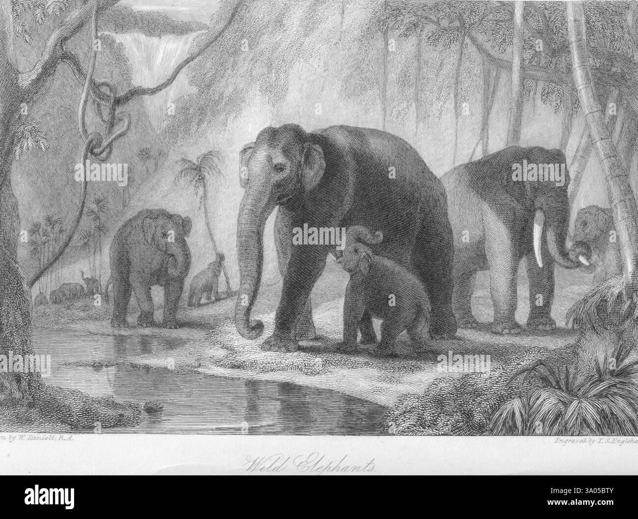 Herd elephants in animals Black and White Stock Photos & Images - Alamy