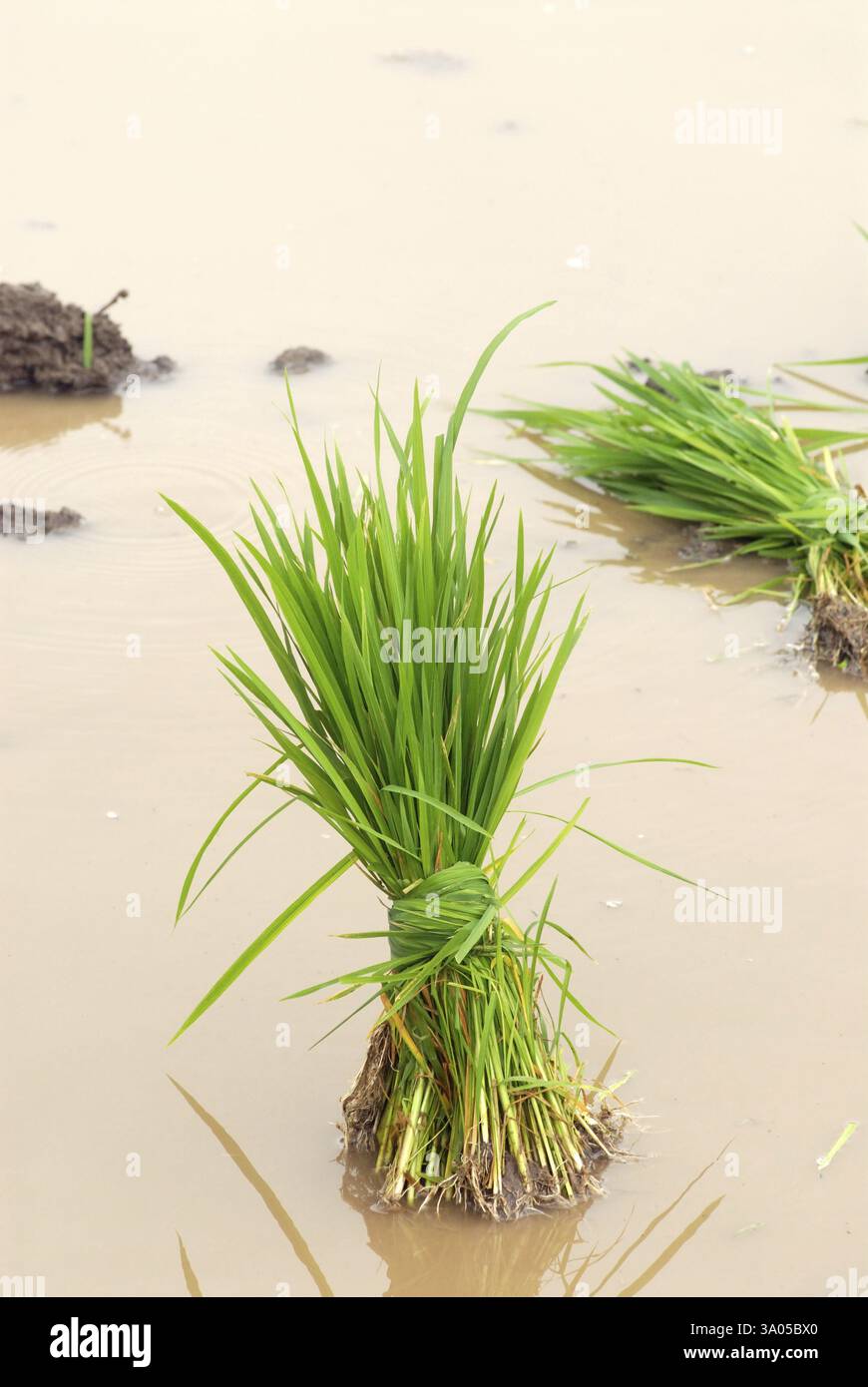Bunch of rice crop for sowing in muddy water, Madh, Malshej Ghat ...
