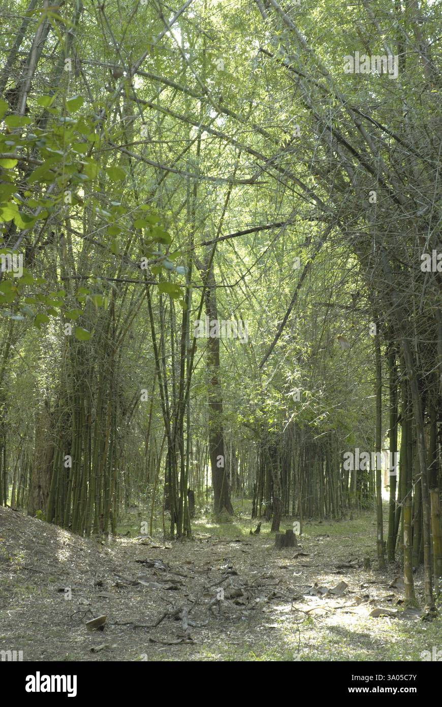 Dense jungle of wild bamboo trees at Nisargadham near Mudbidri ...