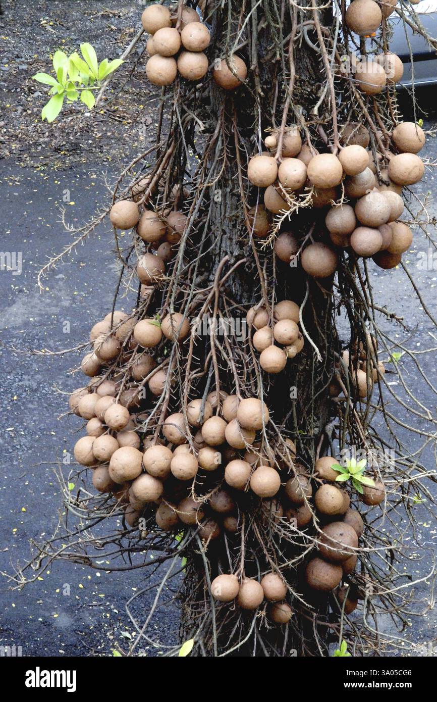 Cannonball or Kailaspati tree fruits at Sanjay Gandhi National Park ...