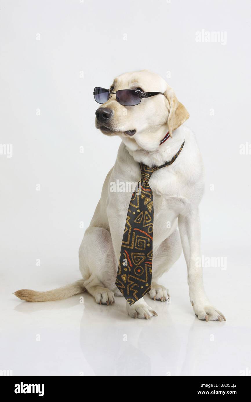 Labrador retriever yellow male, smartness, India, Asia Stock Photo - Alamy