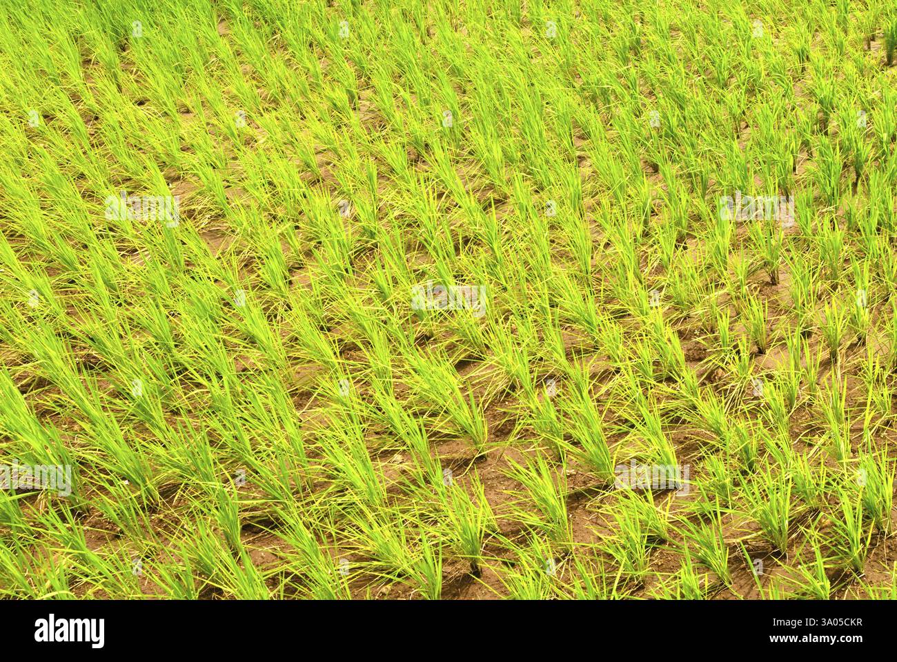 Lush green paddy field cultivation of rice crop at Malshej Ghat ...